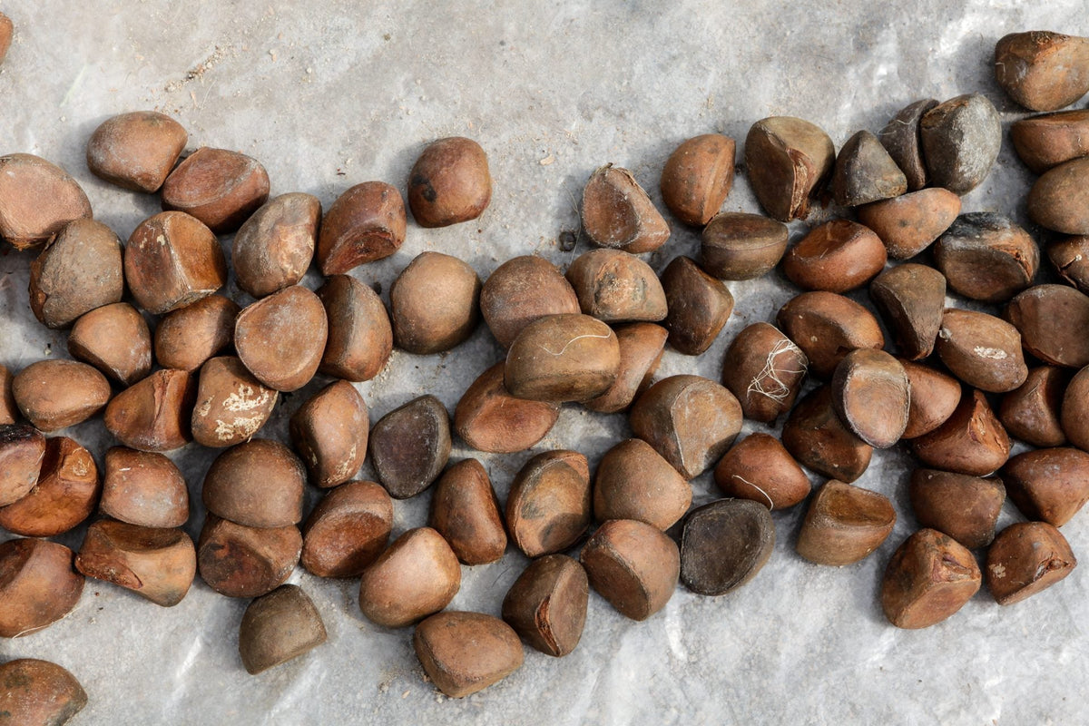 What’s the Difference Between Copaiba and CBD? - Joy Organics